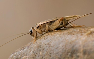 How to Get a Good Night’s Sleep Despite Denton’s Crickets